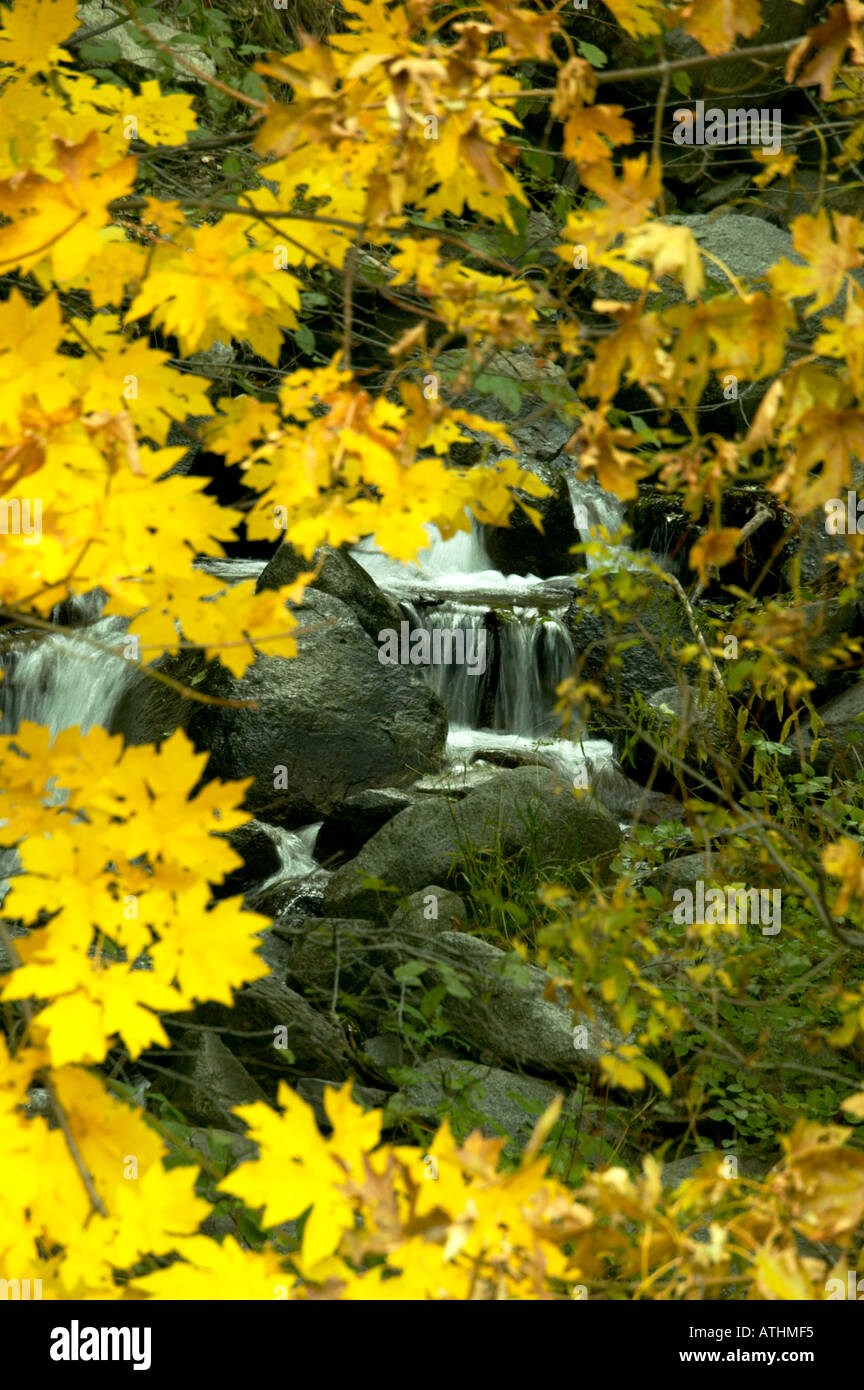The leaves of a maple tree showing a small wqer fall just behind the ...