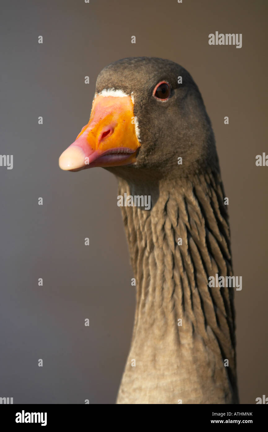 Wild goose portrait hi-res stock photography and images - Alamy