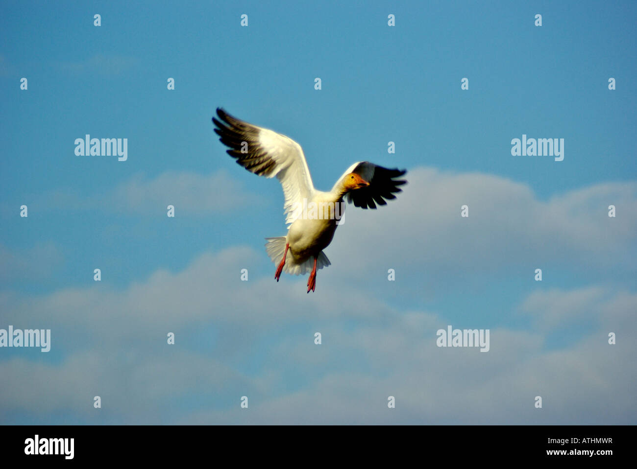 Snow goose in flight Stock Photo - Alamy