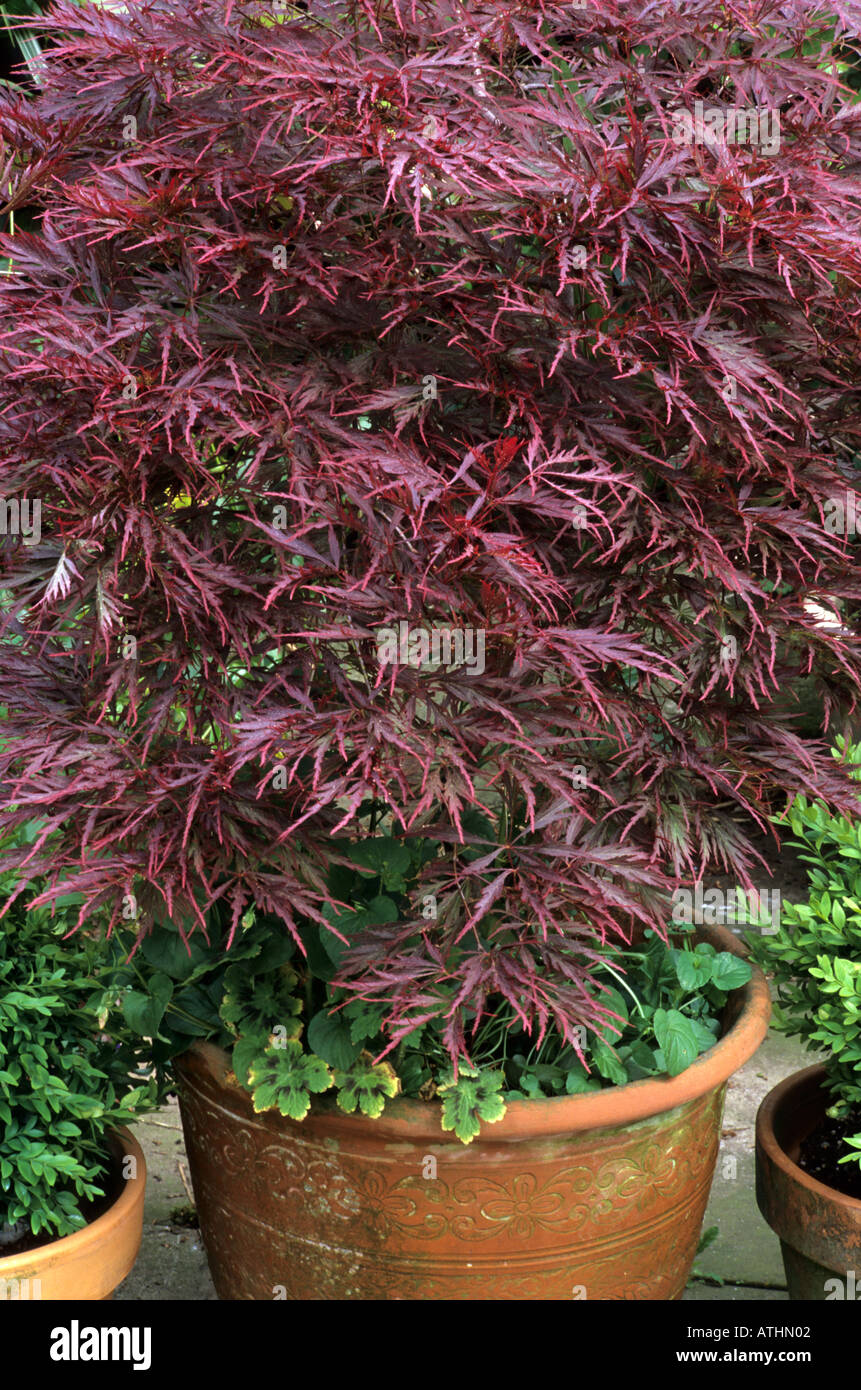 Dwarf Japanese Maple In Container