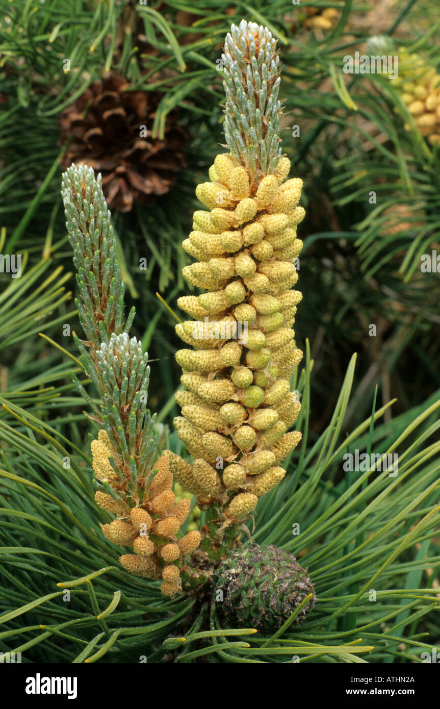 Mountain dwarf pine mugo hi-res stock photography and images - Alamy
