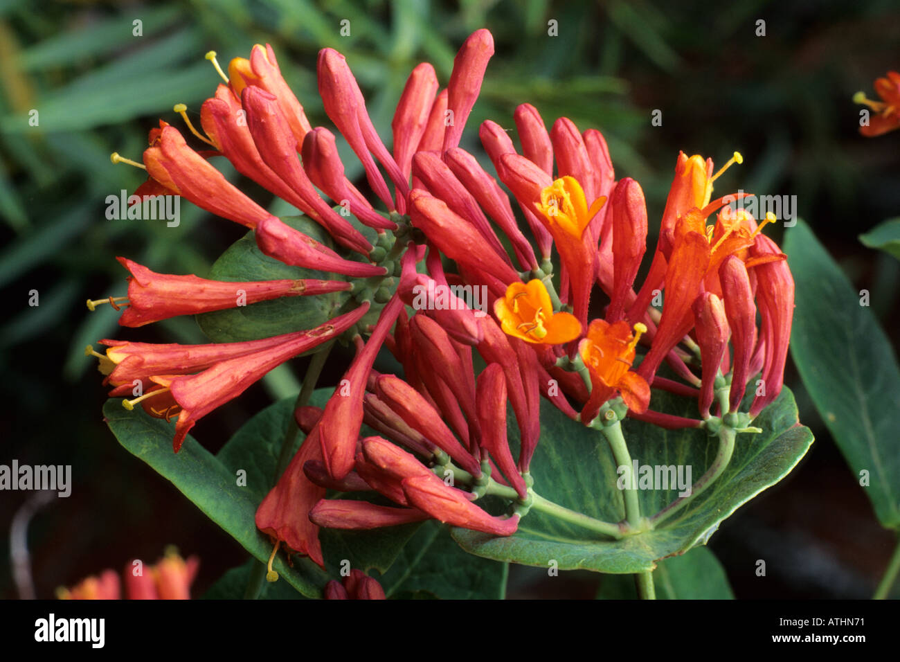 Honeysuckle dropmore scarlet hi-res stock photography and images - Alamy