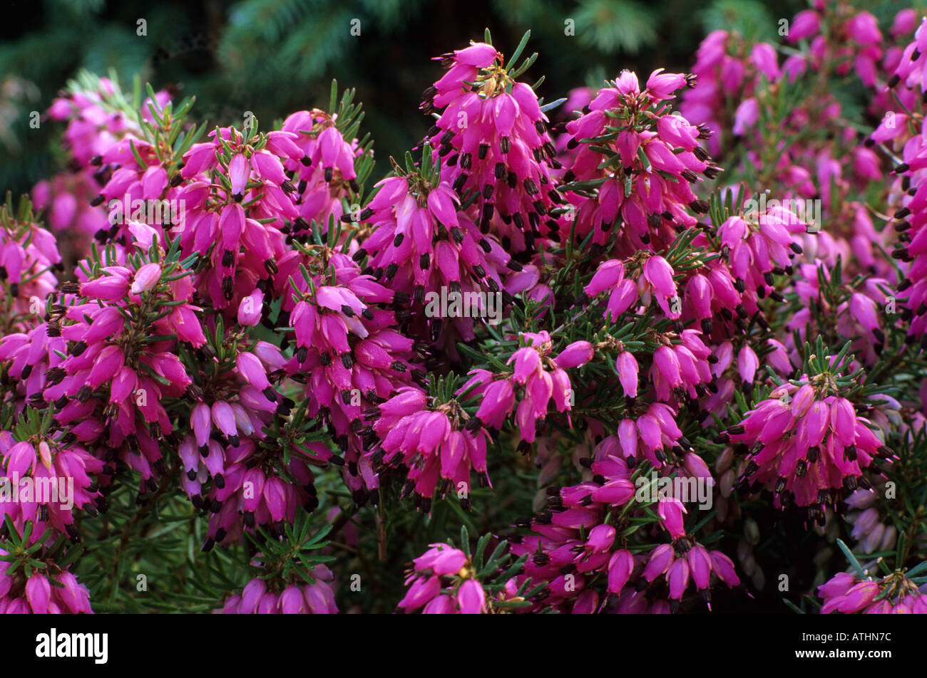 Erica Carnea 'Myretoun Ruby', heather heathers ericas Stock Photo - Alamy