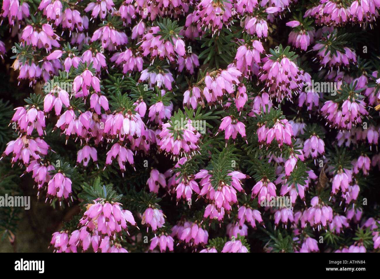 Erica Carnea 'Springwood Pink' Stock Photo - Alamy