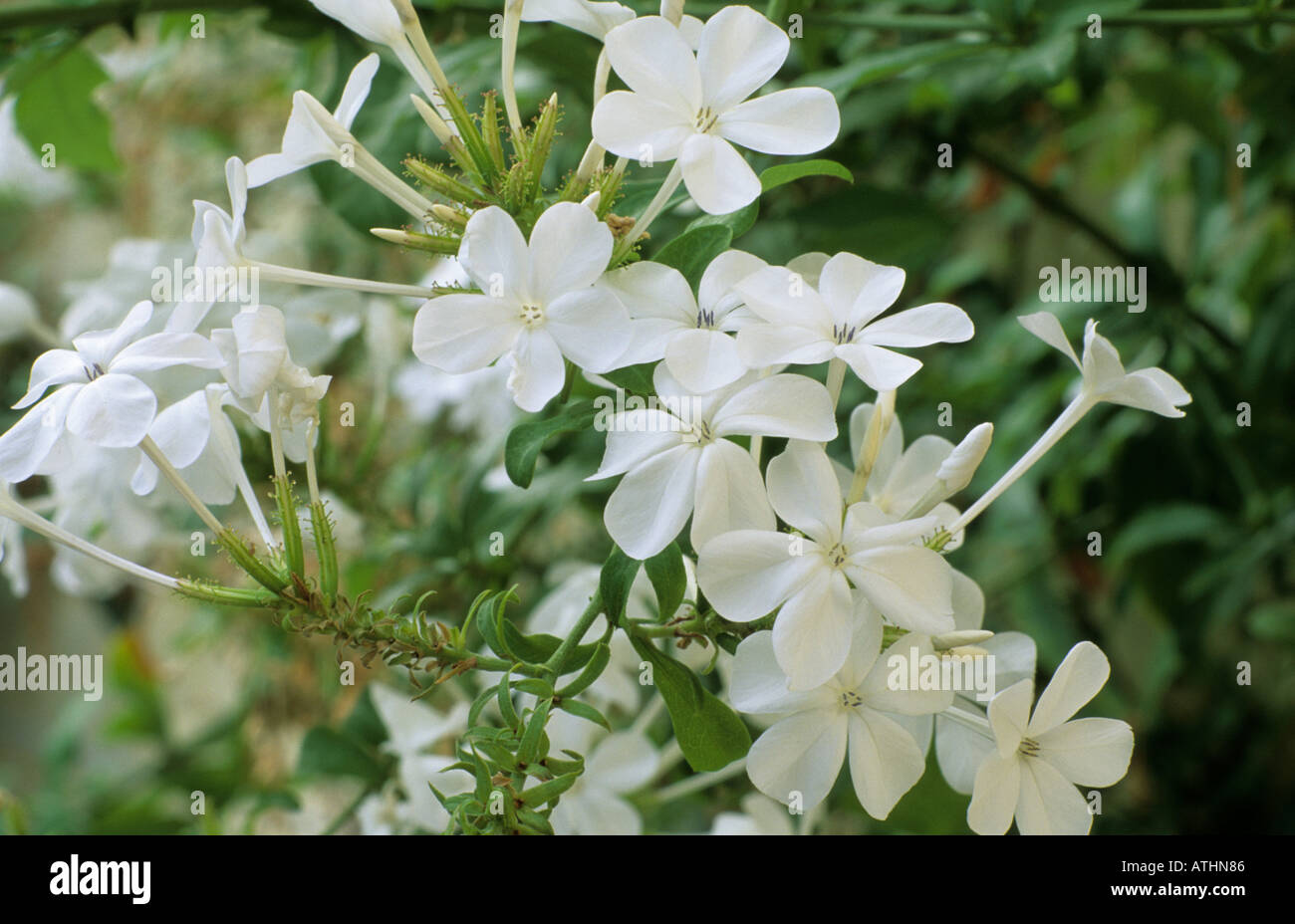 Plumbago auriculata 'Alba' Stock Photo - Alamy