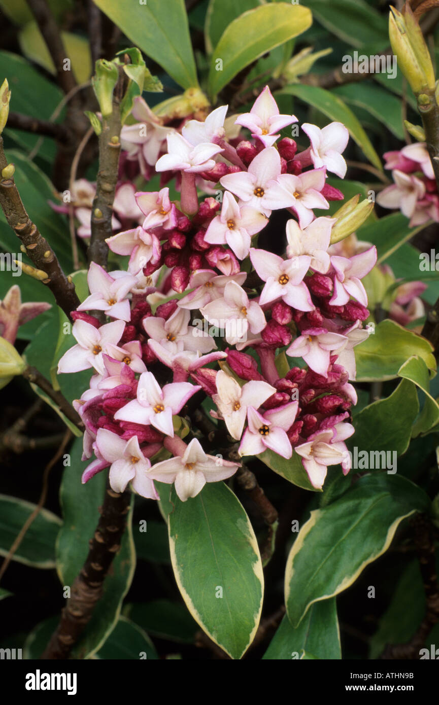 Daphne odora 'Aureomarginata', fragrant purple pink flowers, winter ...