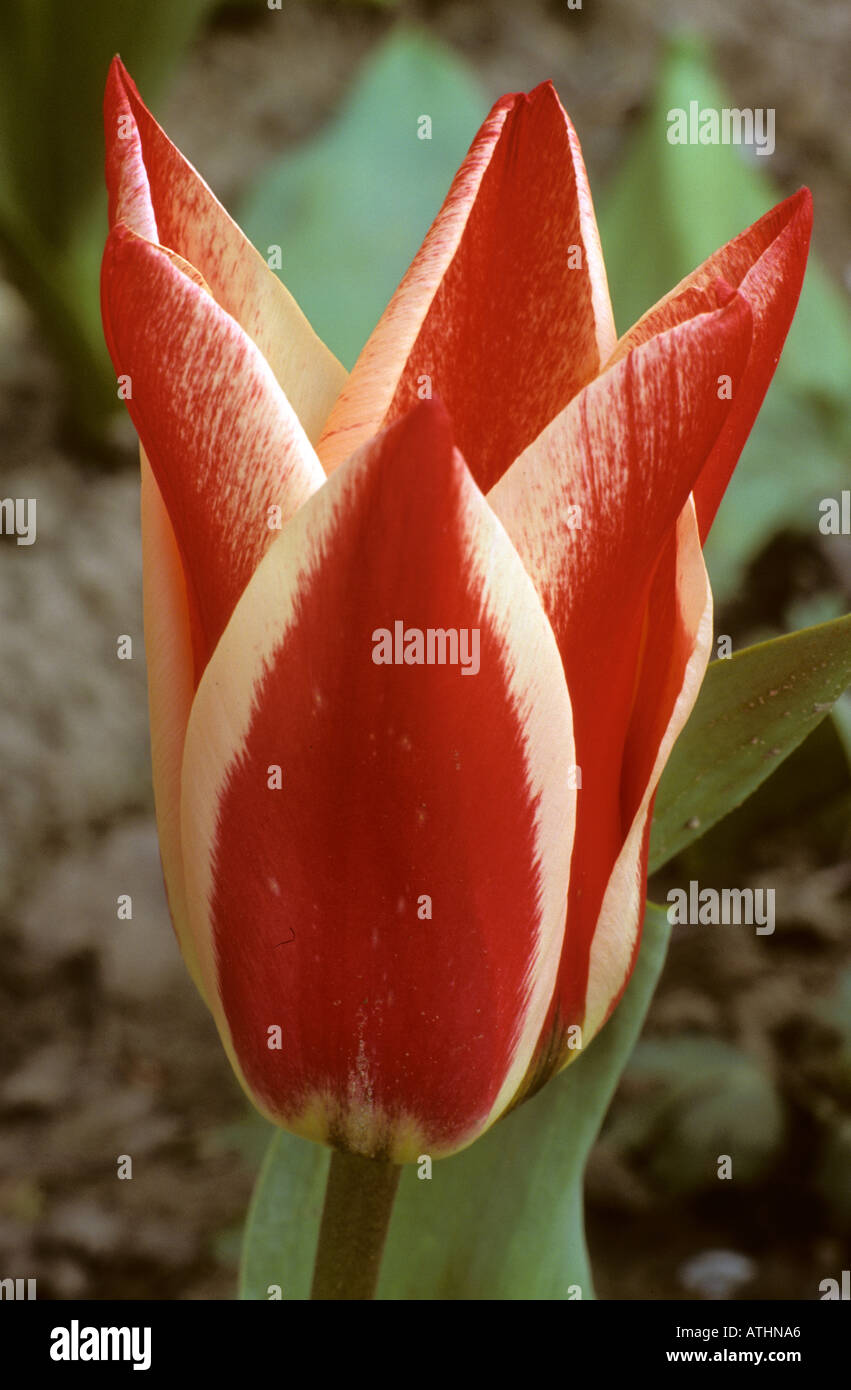 Tulipa 'Cape Cod', Div. 14 Tulip Stock Photo - Alamy
