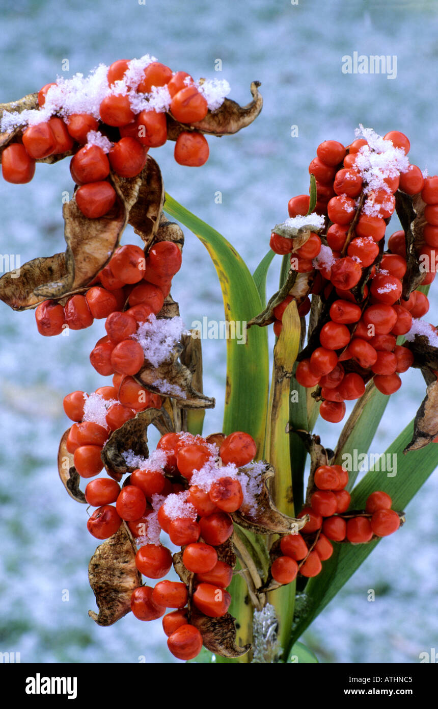 Iris foetidissima winter hi-res stock photography and images - Alamy