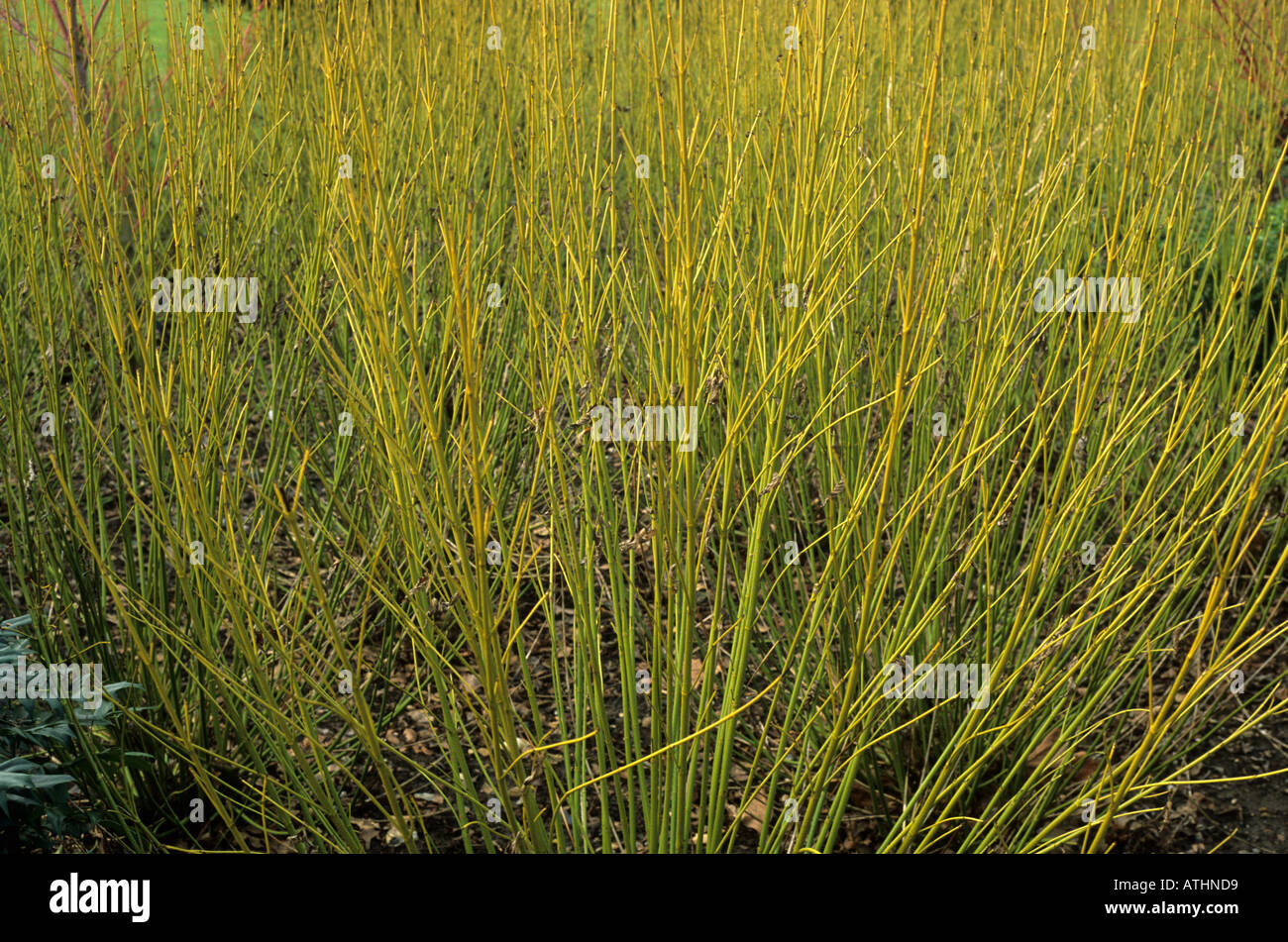 Cornus stolonifera hi-res stock photography and images - Alamy