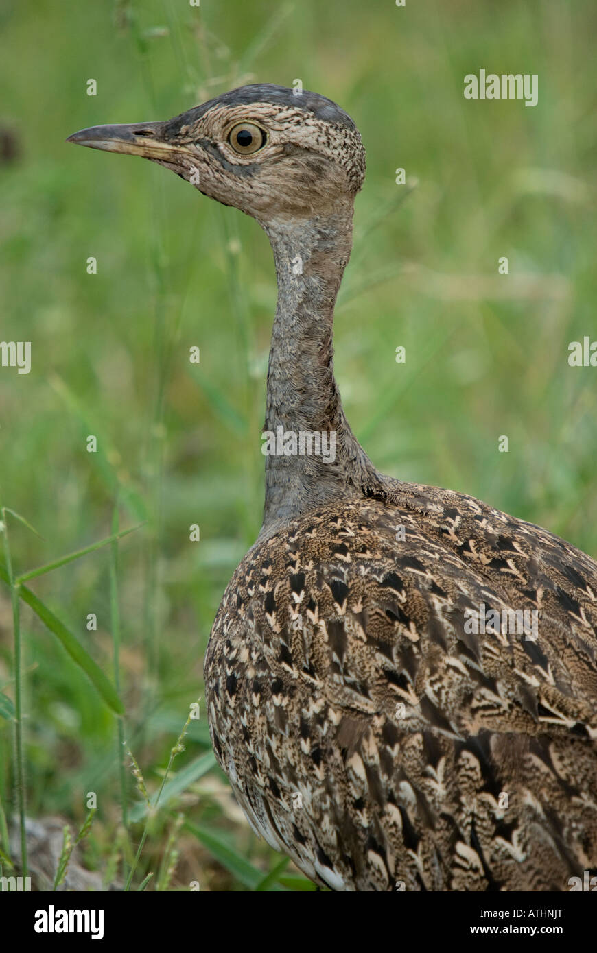 Korhaan bird portrait hi-res stock photography and images - Alamy