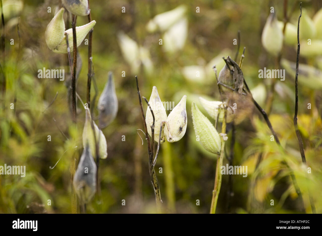 Common milkweed seed pods asclepias hi-res stock photography and images ...