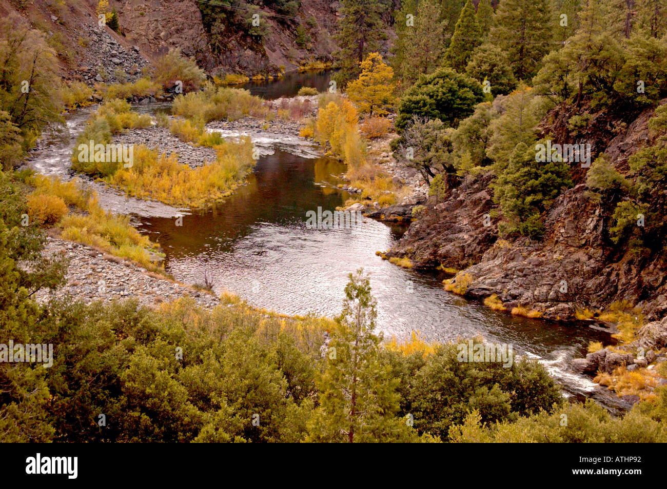 Beautiful Aspen trees changing color in the Fall on the banks of a ...