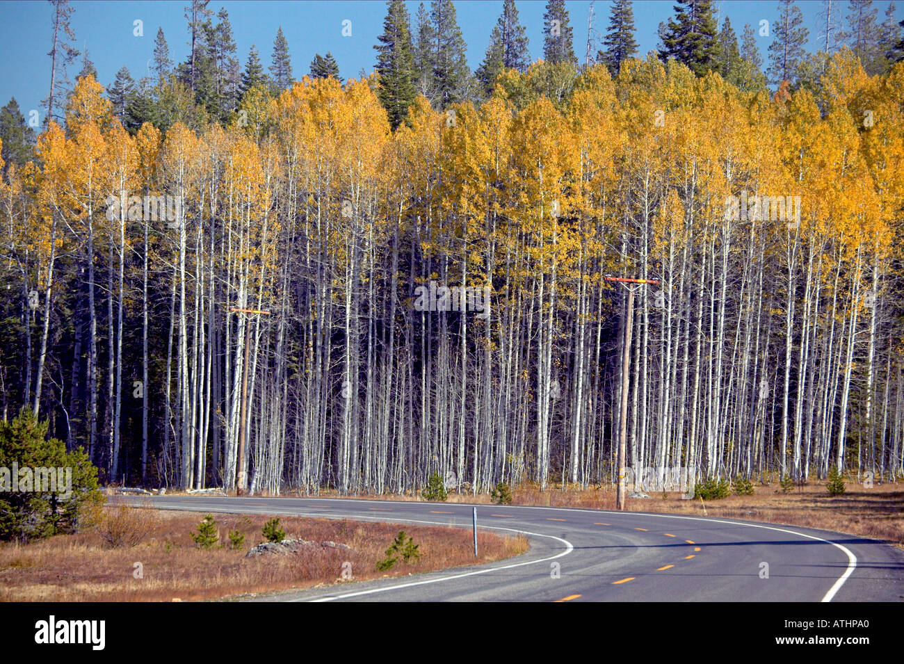 The Aspen trees are changing on this rural raod in northern California ...