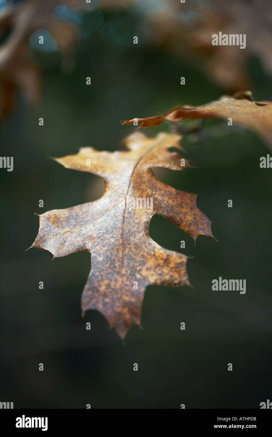A single Oak leaf in the Fall in Northern Californian in the Sierra ...