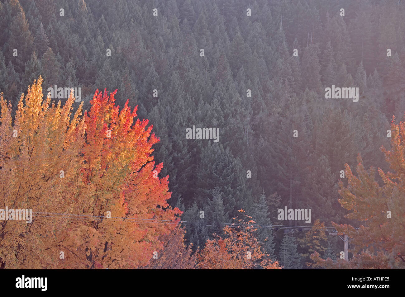 Spectacular Fall color change in the Sierra Nevada Mountains of ...