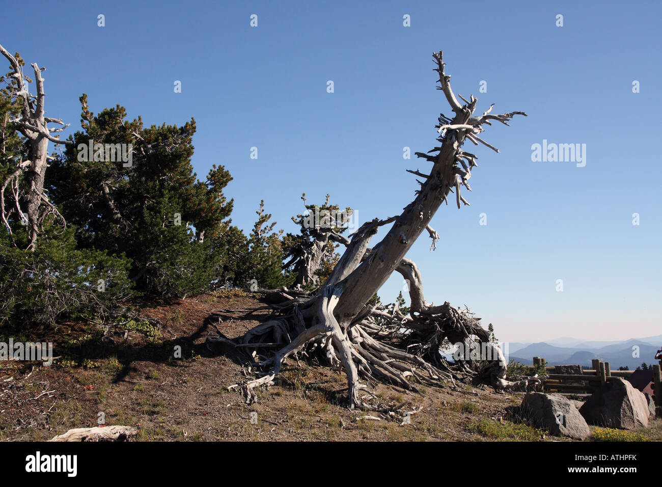Dead tree with bark hi-res stock photography and images - Alamy