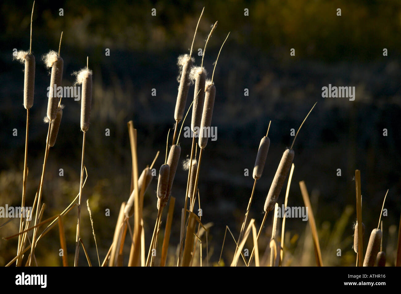 Cat tails in pond hi-res stock photography and images - Alamy