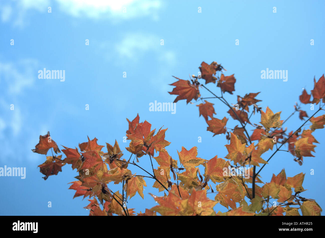 Beautiful fall colors in the Northern Sierra Mountains in Northern ...