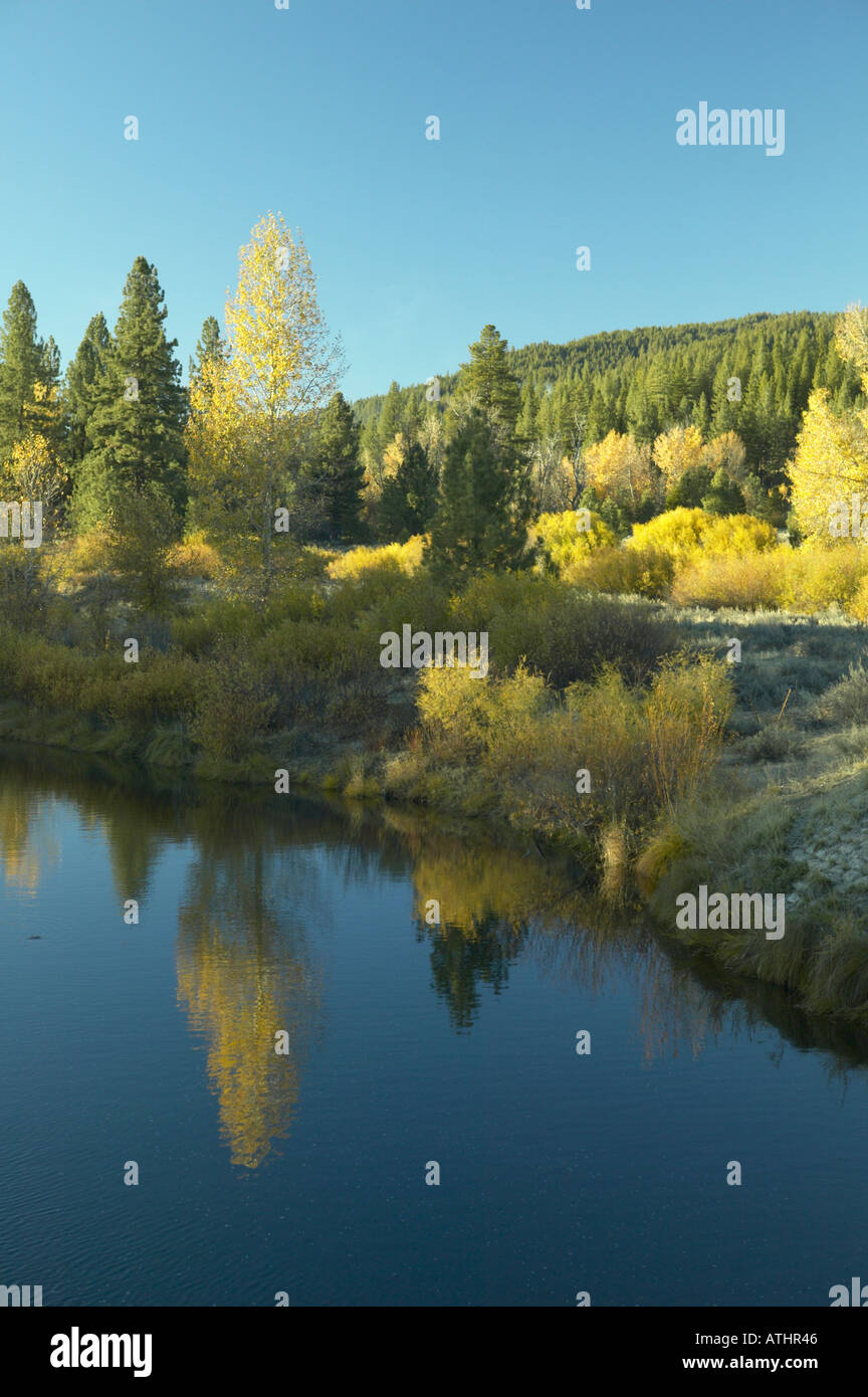 Beautiful Aspen trees changing color in the Fall on the banks of a ...