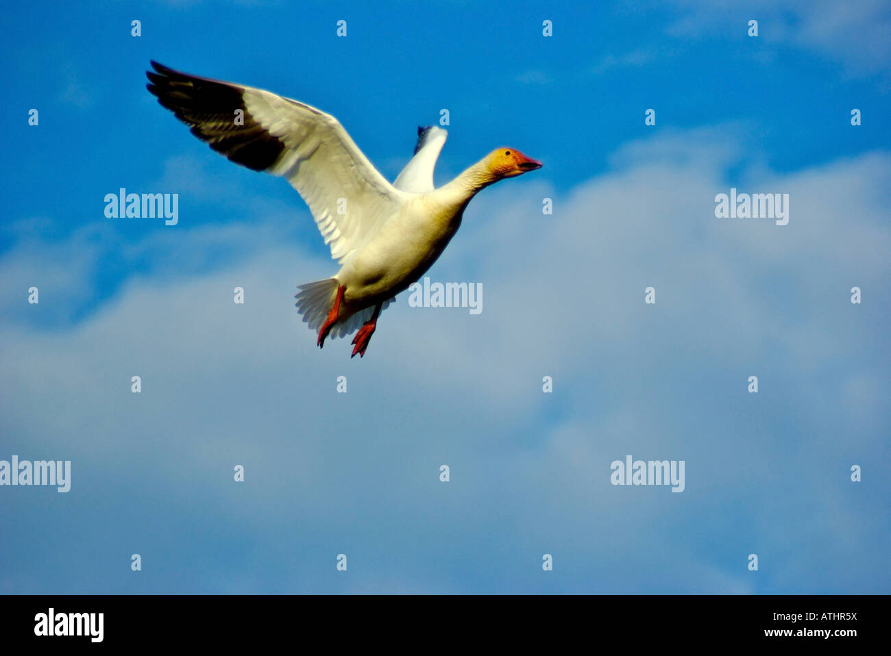 Snow goose in flight Stock Photo - Alamy