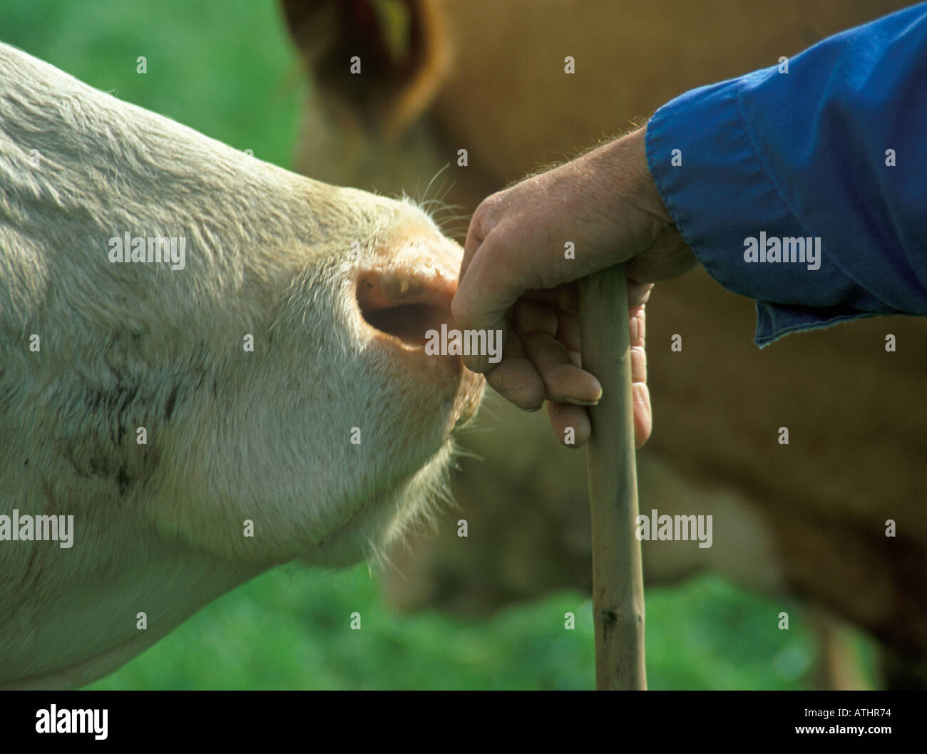 Cow keeper hi-res stock photography and images - Alamy