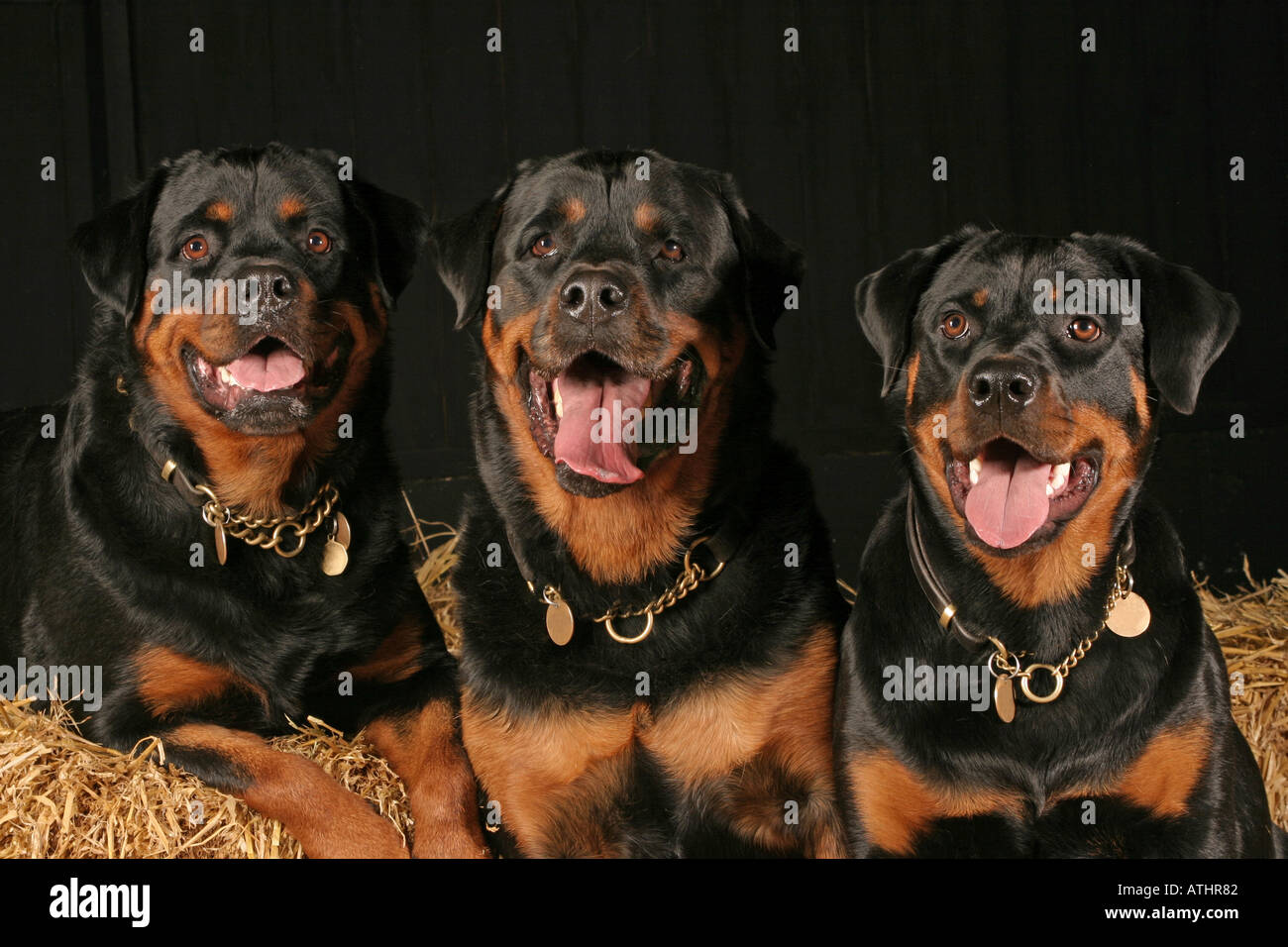 Three Rottweiler Dogs Stock Photo - Alamy