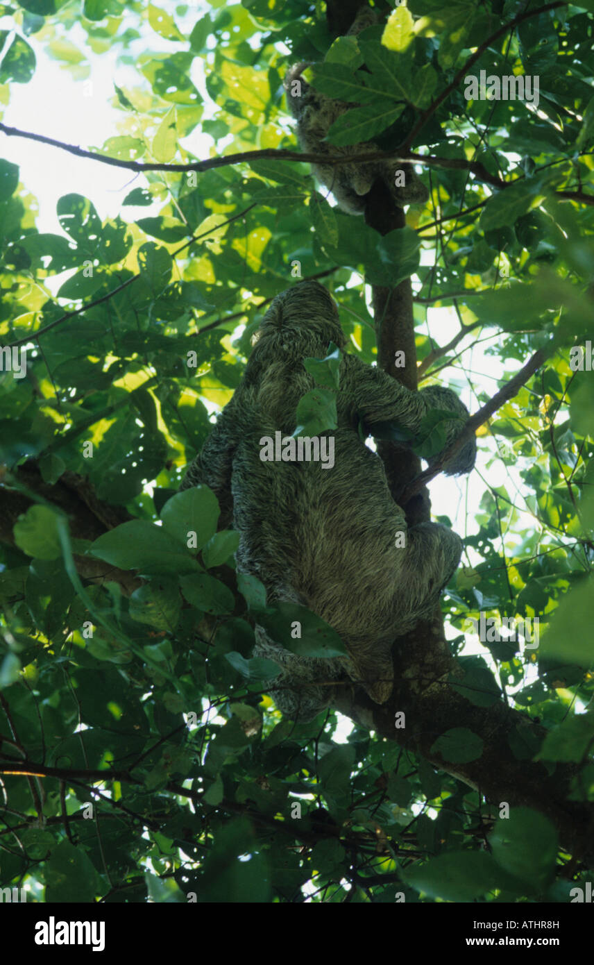 Holding baby sloth hi-res stock photography and images - Alamy