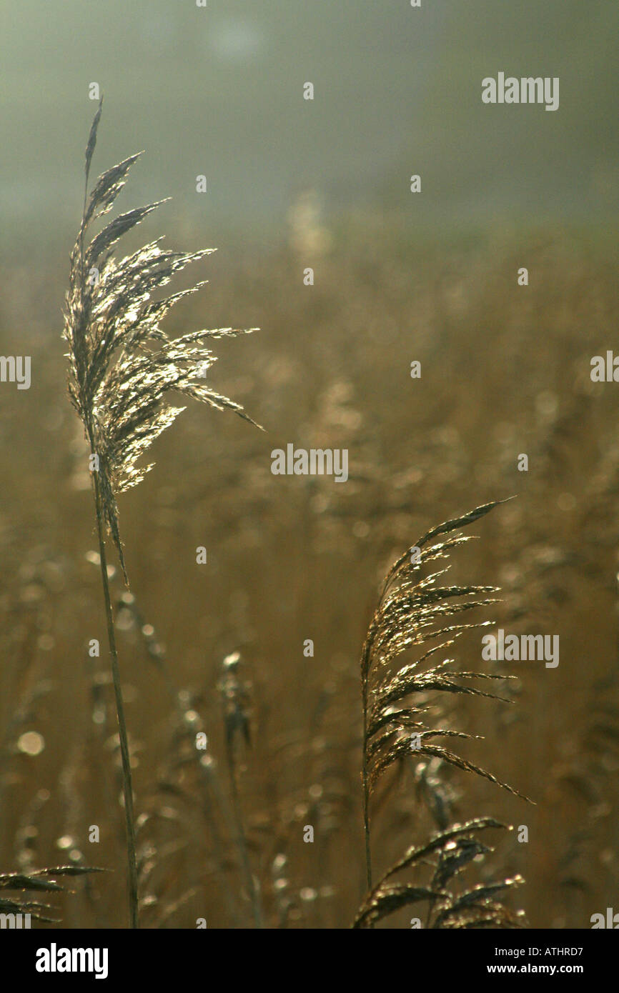 Reed Seed Head, Bideford, Devon, UK Stock Photo - Alamy