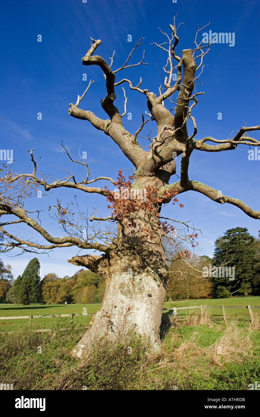 Ancient oak tree at Westonbirt Arboretum Autumn 2005 UK Stock Photo - Alamy