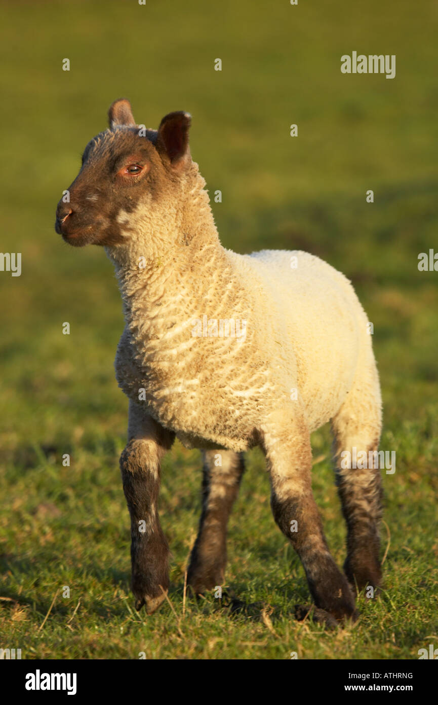 Agricultural lamb hi-res stock photography and images - Alamy
