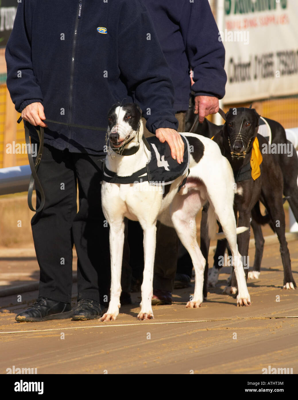 Greyhound race start hi-res stock photography and images - Alamy