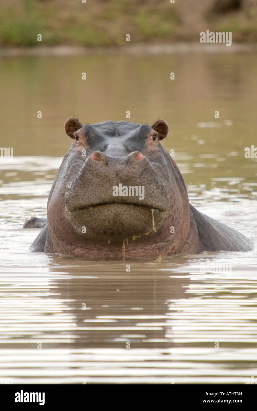 A grumpy looking hippo emerges from the water and stares straight at ...