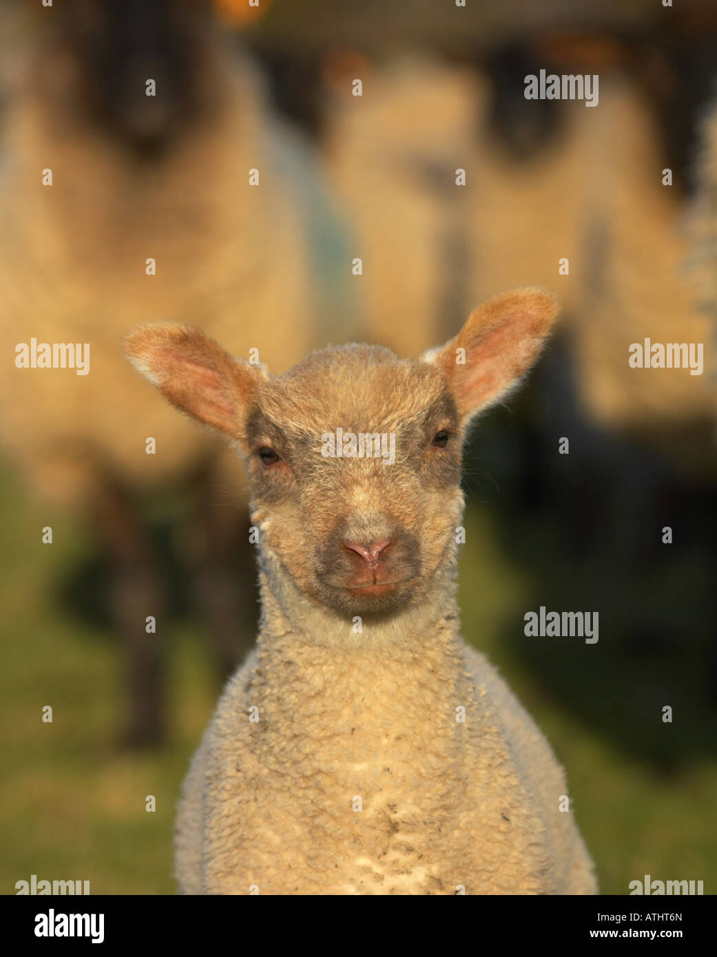 Lamb baby hi-res stock photography and images - Alamy