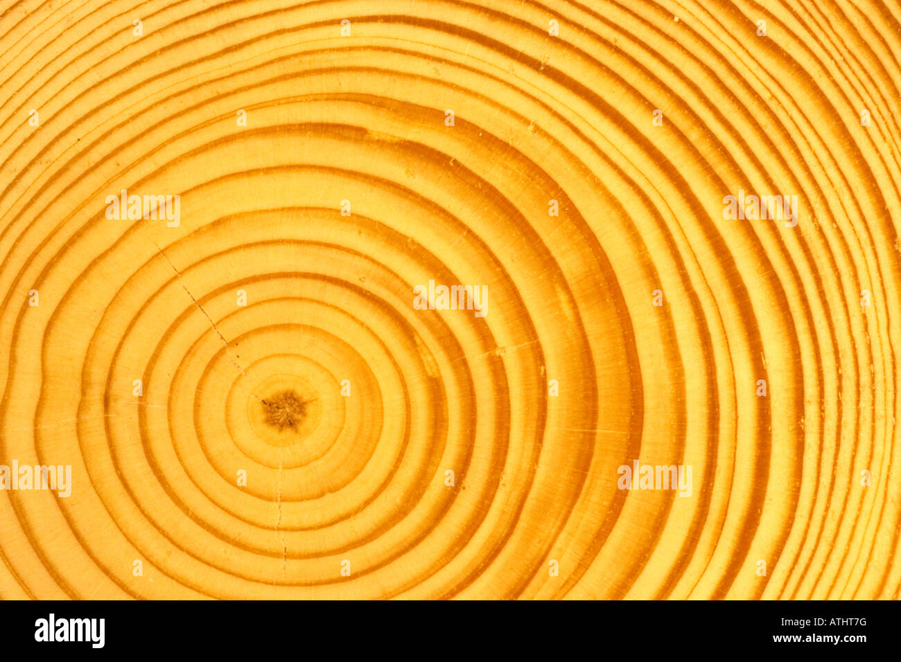 Growth rings pinus hi-res stock photography and images - Alamy