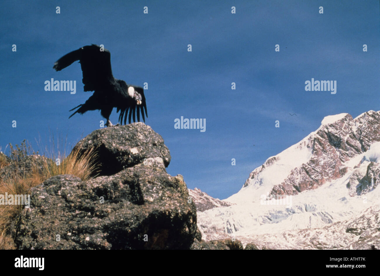 A giant Andean condor spreading its wings in the Andes above Cusco ...