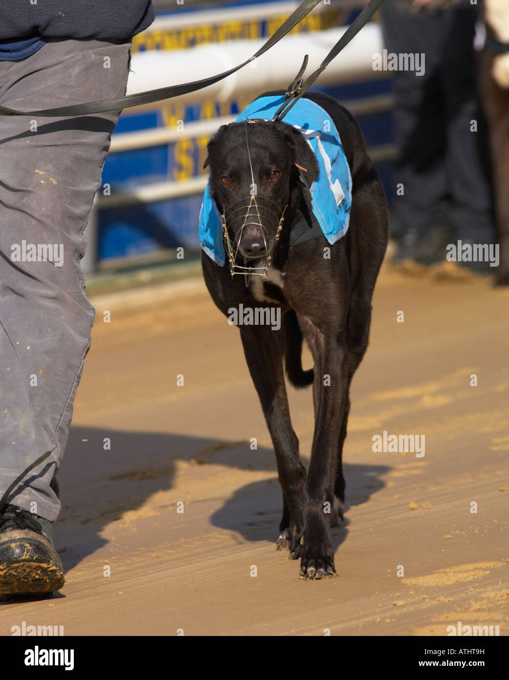 Greyhound being lead to the start of a race Stock Photo - Alamy