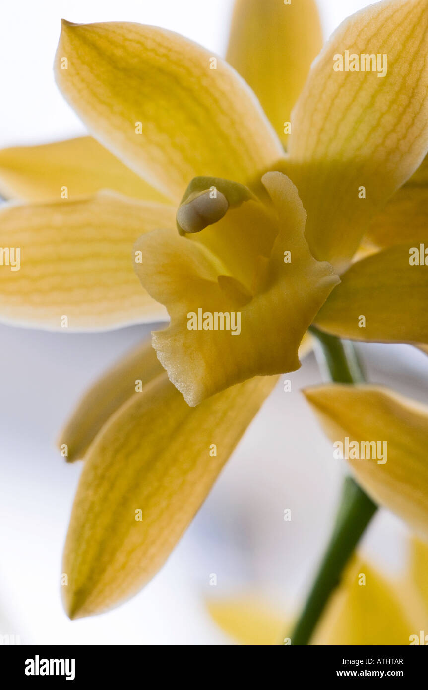 Up close shot of a Cymbidium orchid Stock Photo - Alamy