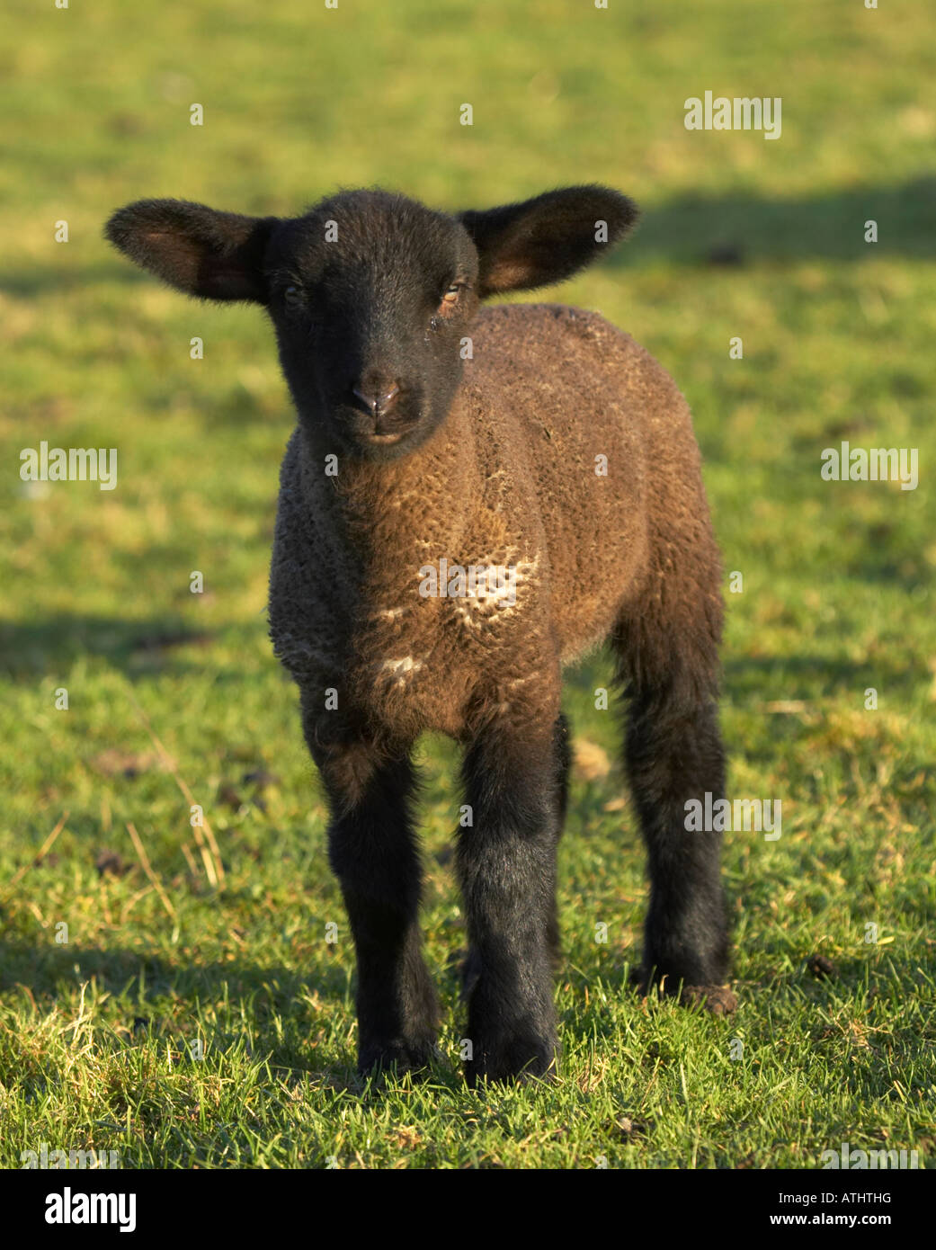Agricultural lamb hi-res stock photography and images - Alamy