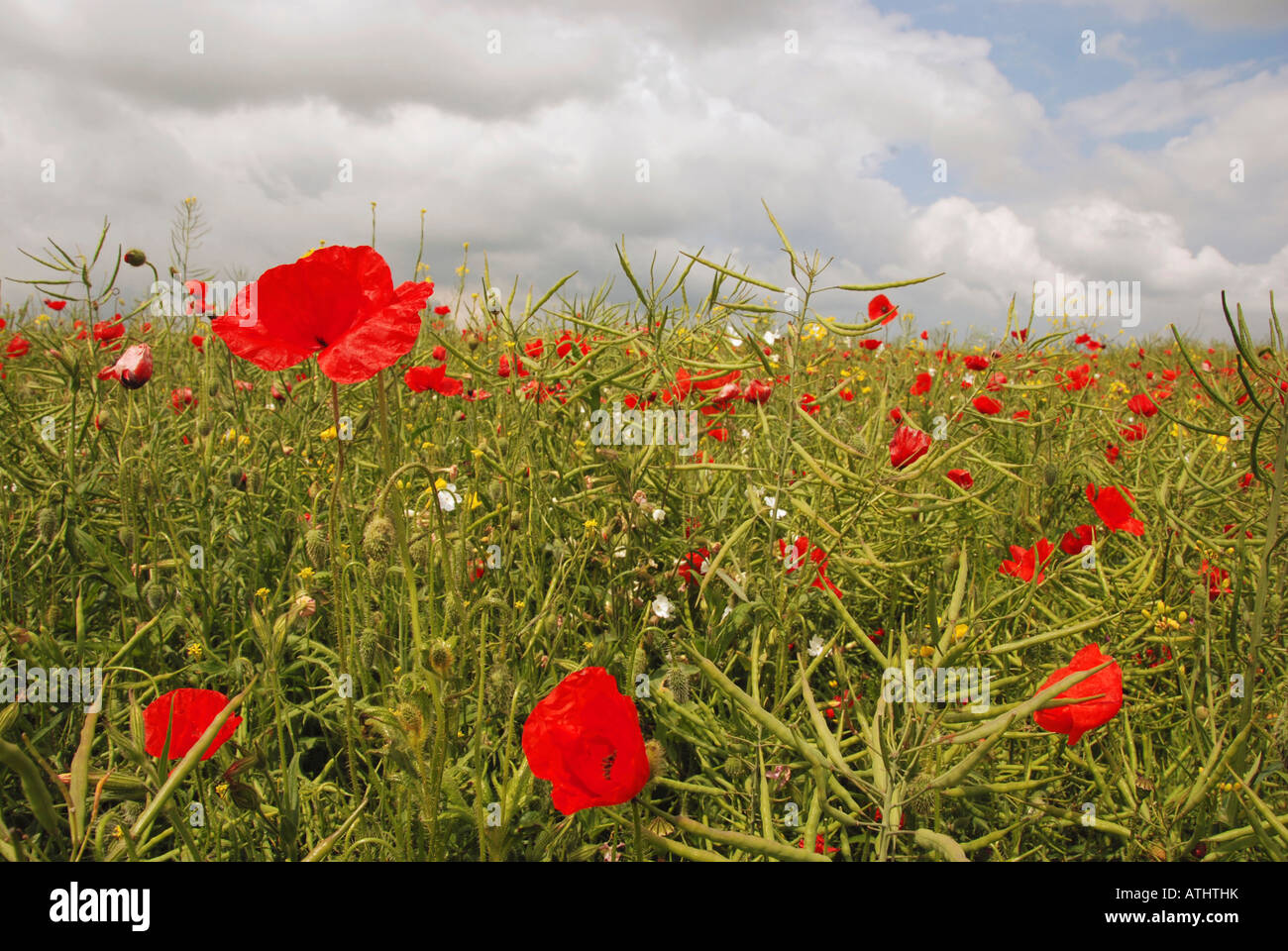 red poppies on top of the South downs, Sussex, England Stock Photo - Alamy