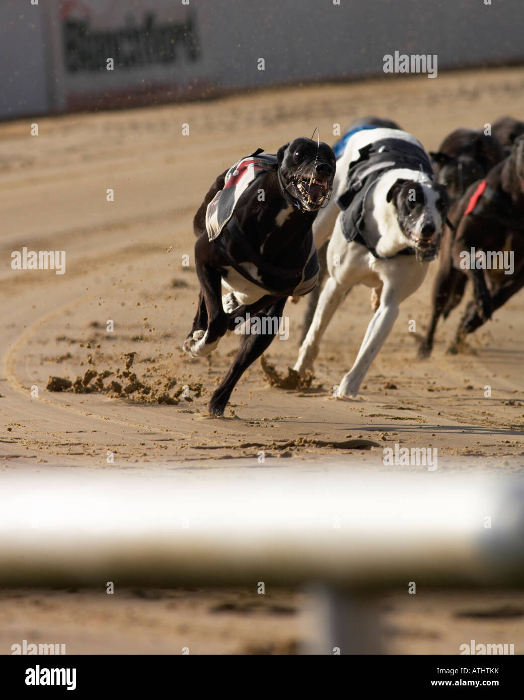 Greyhounds sport hi-res stock photography and images - Alamy