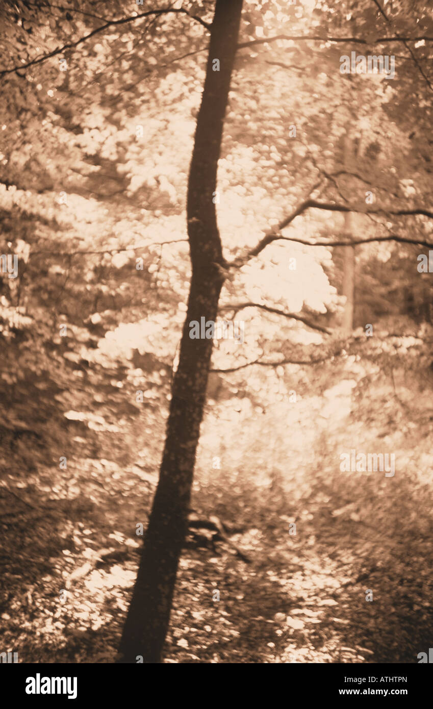 Dense forest sunburst hi-res stock photography and images - Alamy