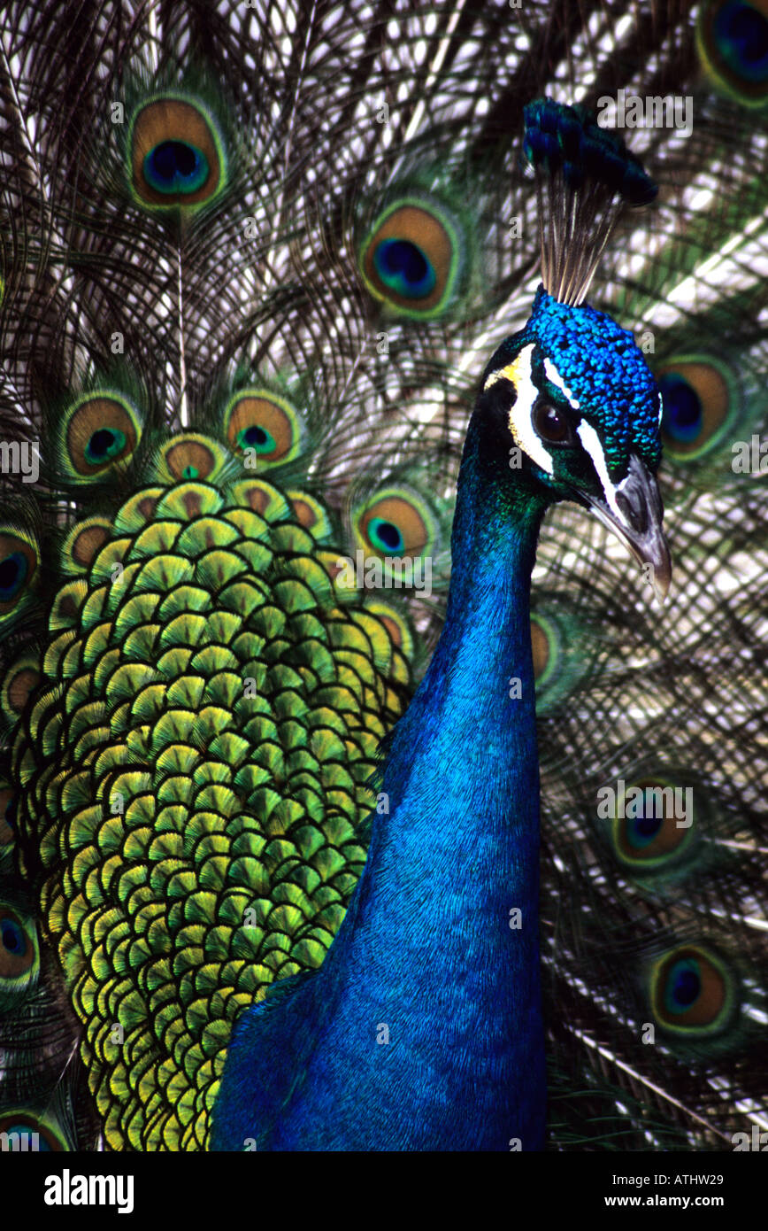 Peacock, Indian pea fowl, Byodo-In Temple, Oahu, Hawaii Stock Photo - Alamy