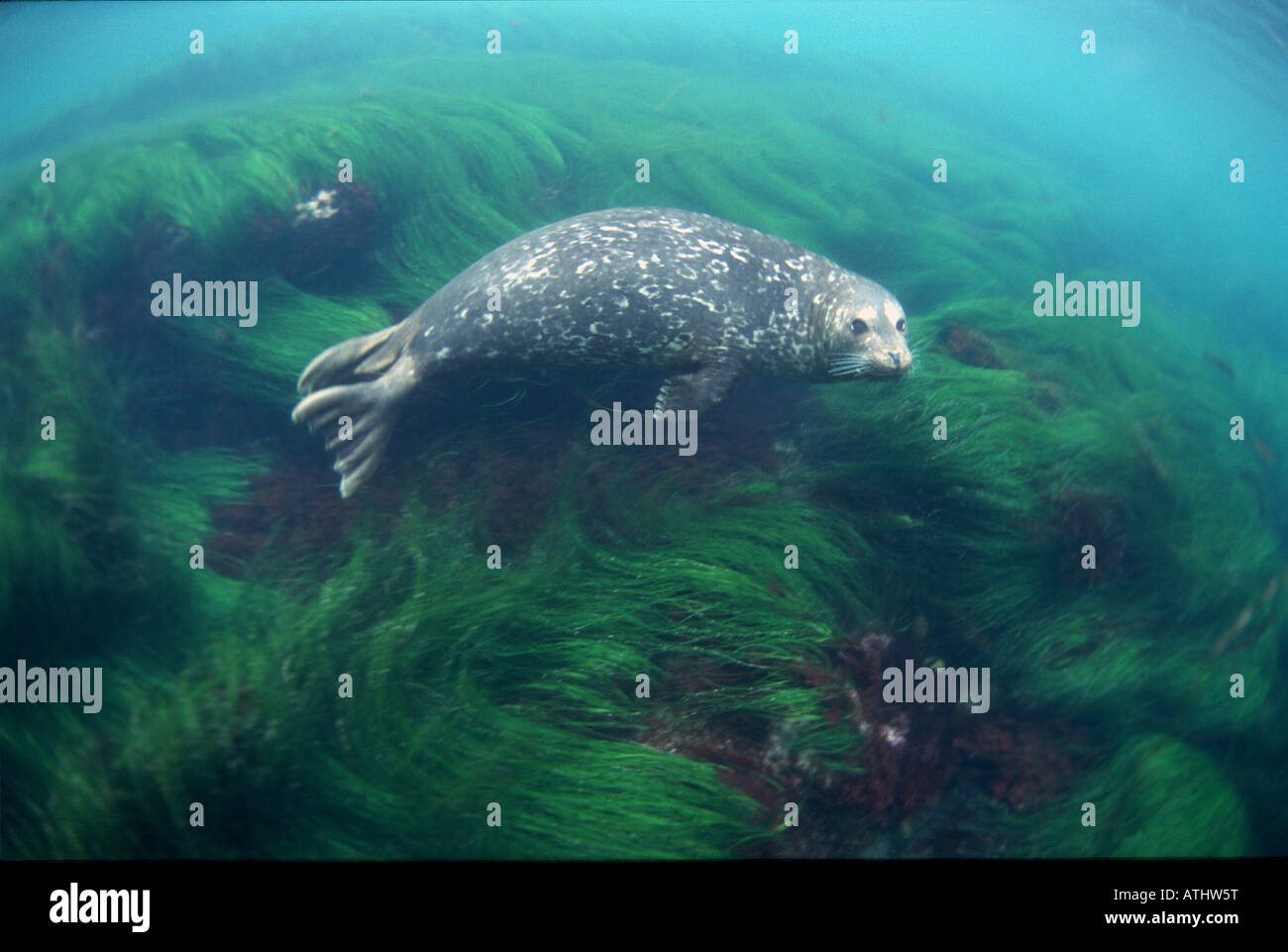 Harbor seal in california san diego, ocean, sea, underwater, marine ...
