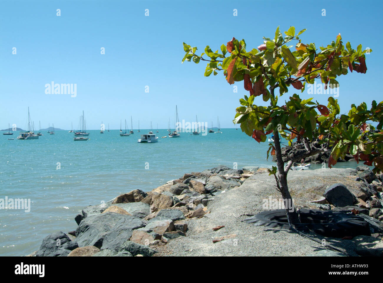 airlee beach queensland Proserpine Airlee Beach australia australian ...