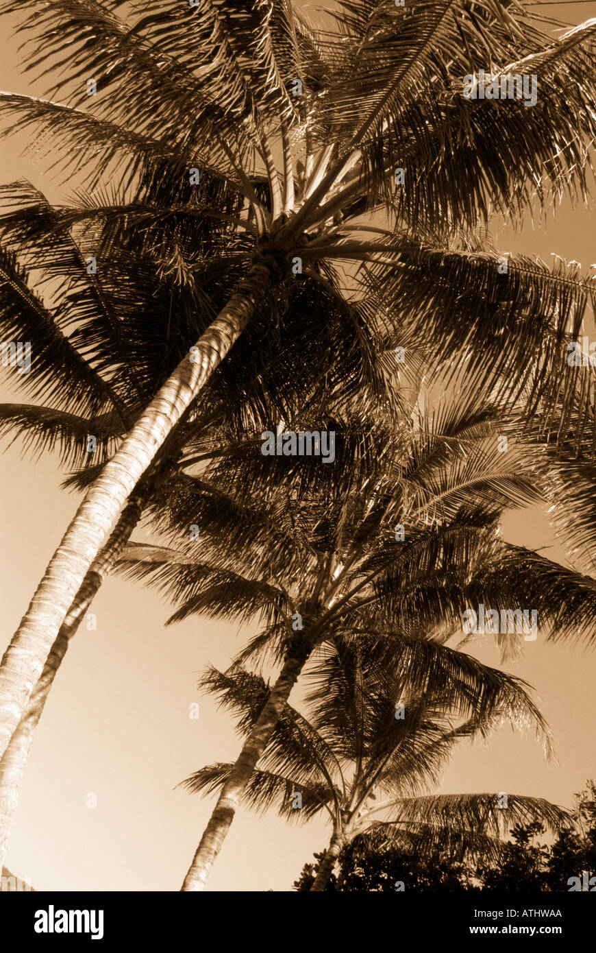 Palm tree sunset tropical holiday torism torist beach tranquil paradise ...