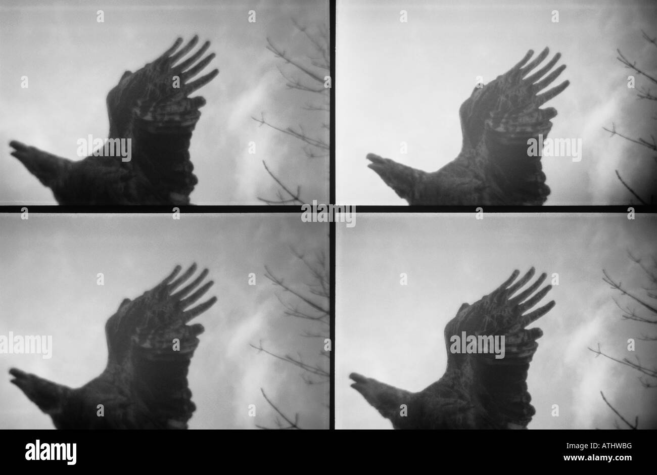 Four american eagles hi-res stock photography and images - Alamy