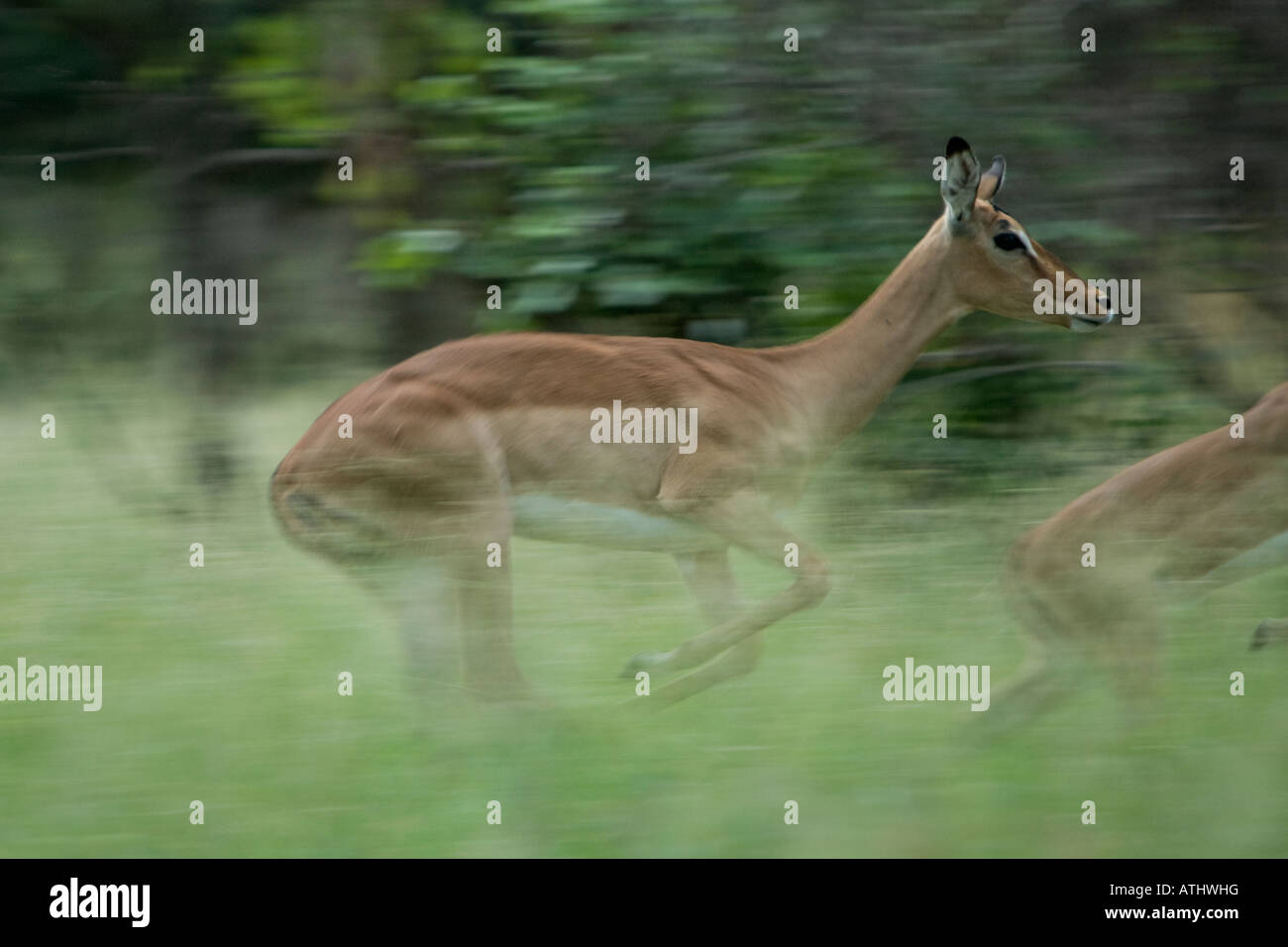 Motion speed wildlife hi-res stock photography and images - Alamy