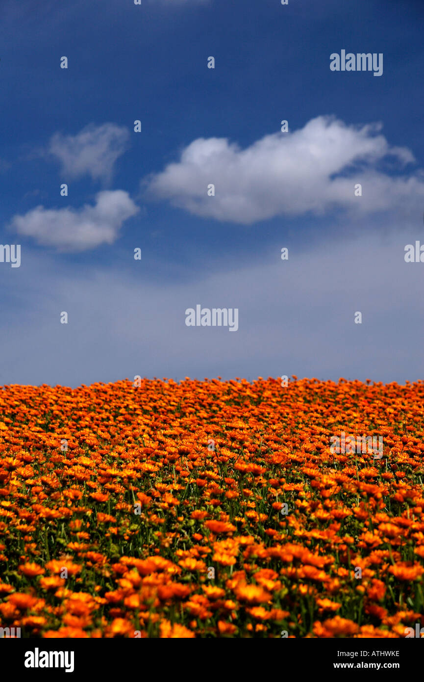 Faversham kent field hi-res stock photography and images - Alamy