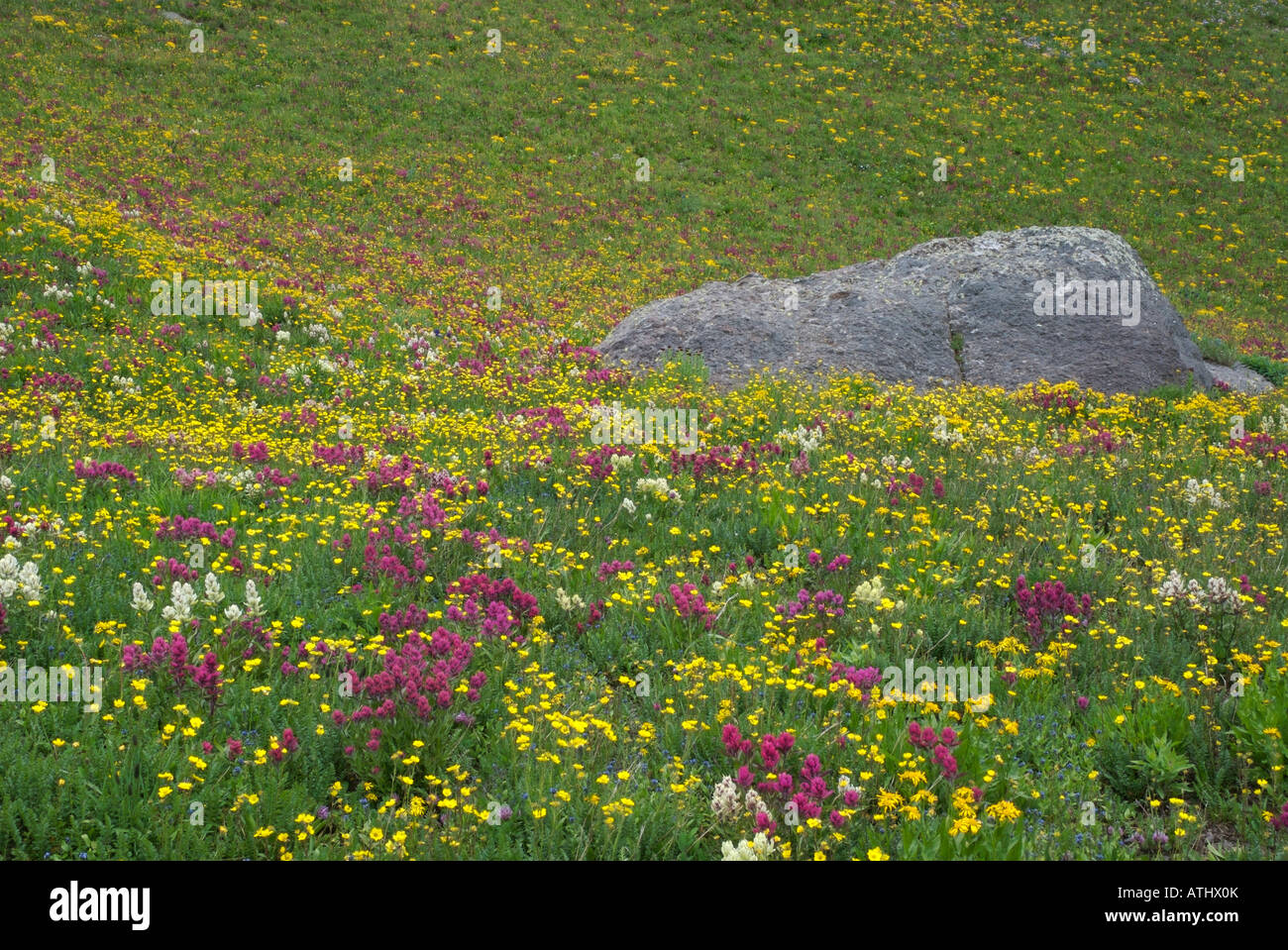 A high alpine meadow of wildflowers in the San Juan Mountains near ...