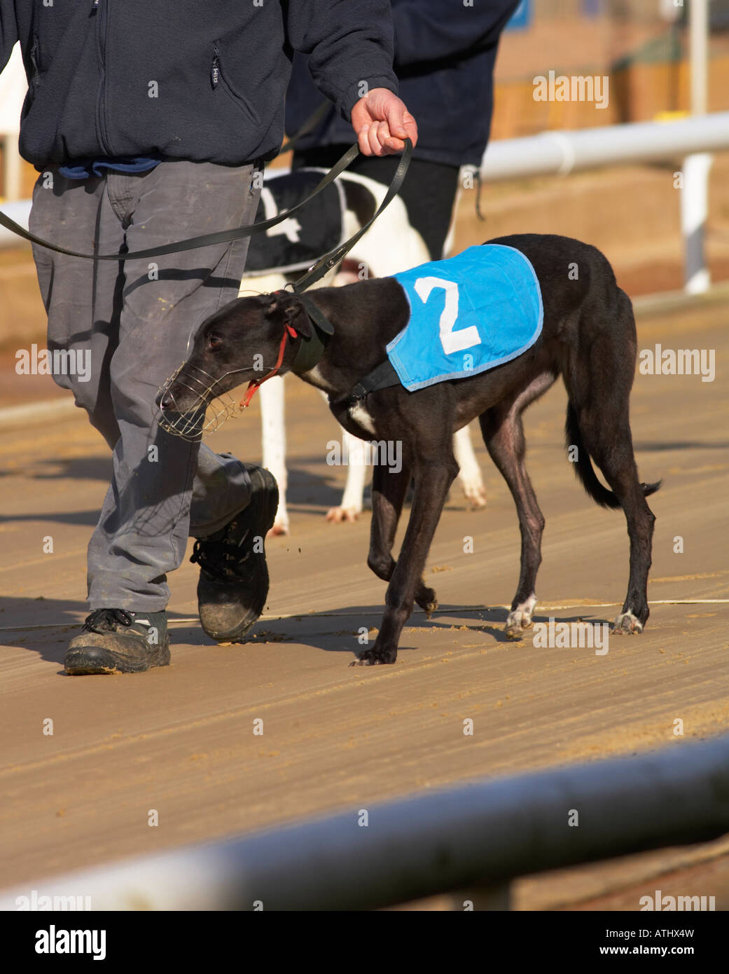 Greyhound race start hi-res stock photography and images - Alamy